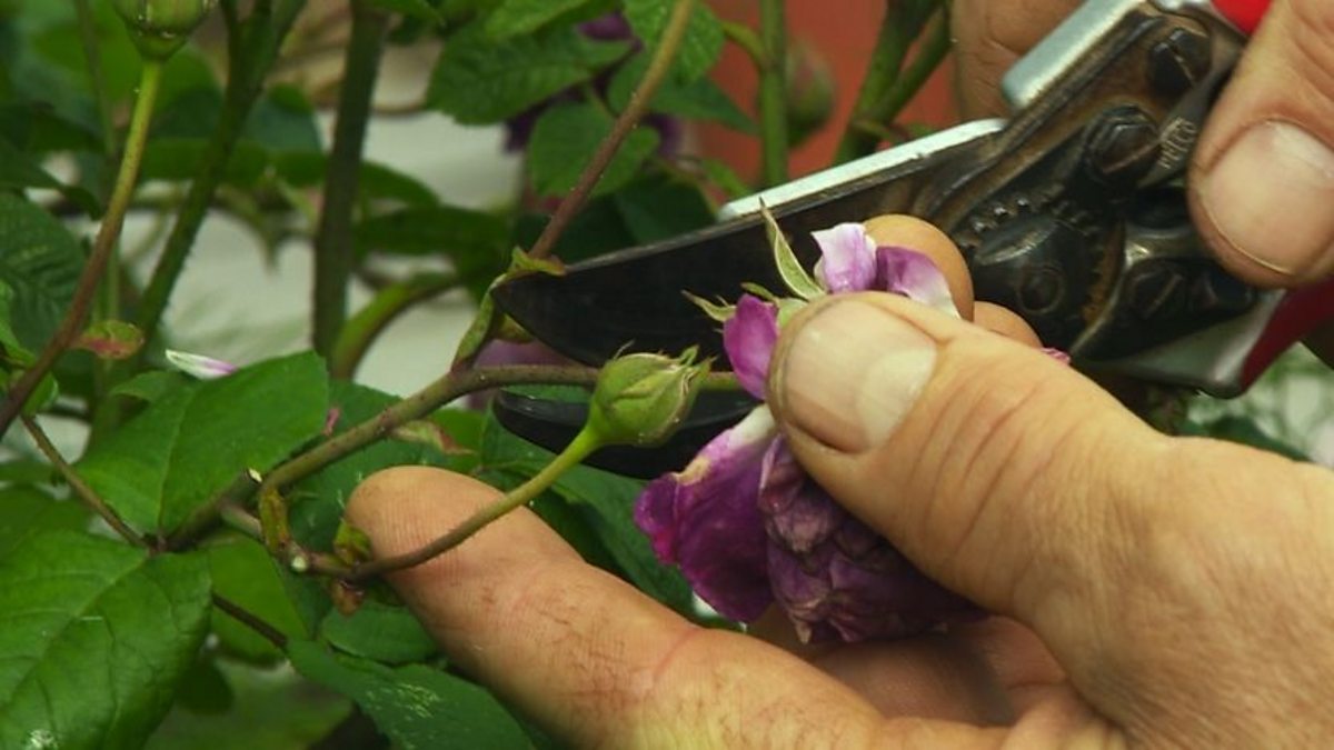BBC Two - Gardeners' World, 2012, Episode 14, Rose care