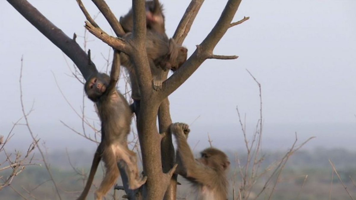 BBC Two - Natural World, 2012-2013, Living with Baboons, Cute baby ...