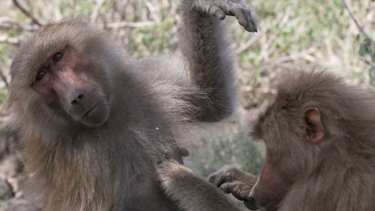 BBC Two - Natural World, 2012-2013, Living with Baboons, Baboons groom ...