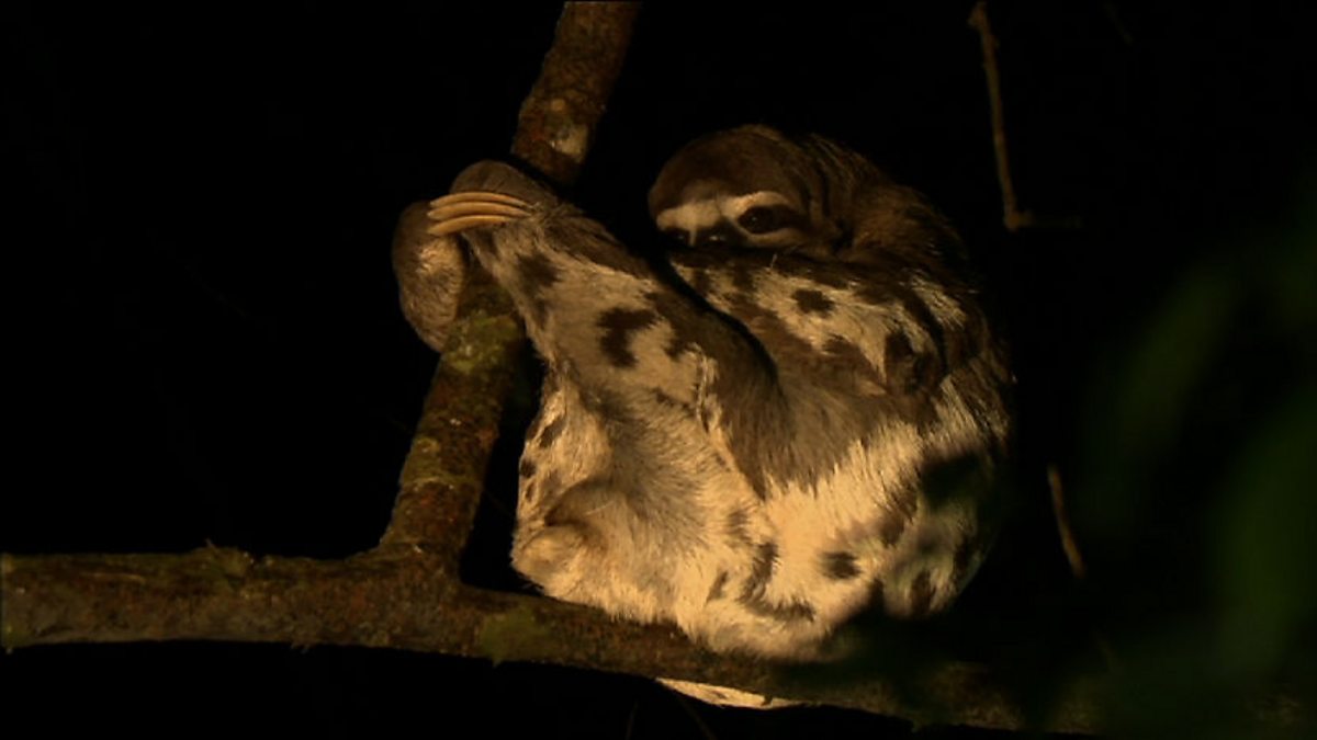 BBC Two - The Dark: Nature's Nighttime World, Amazon Flooded Forests ...