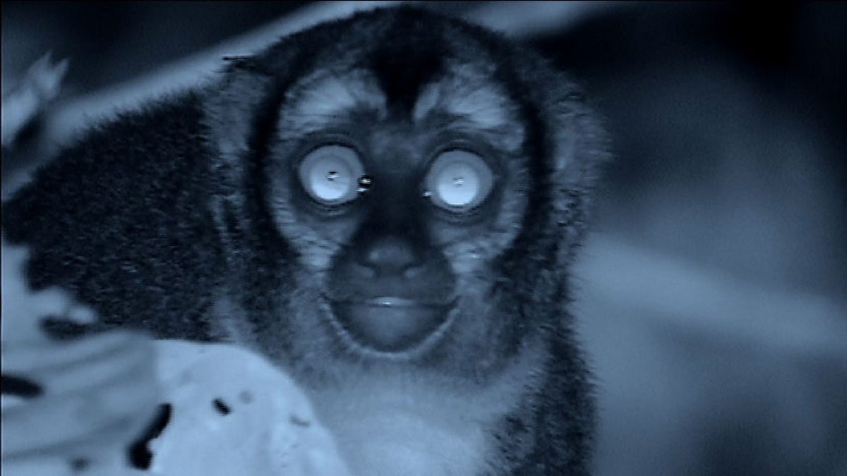 BBC Two - The Dark: Nature's Nighttime World, Amazon Flooded Forests ...