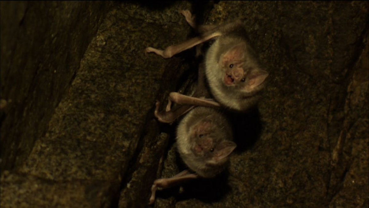 BBC Two - The Dark: Nature's Nighttime World, Patagonian Mountains ...