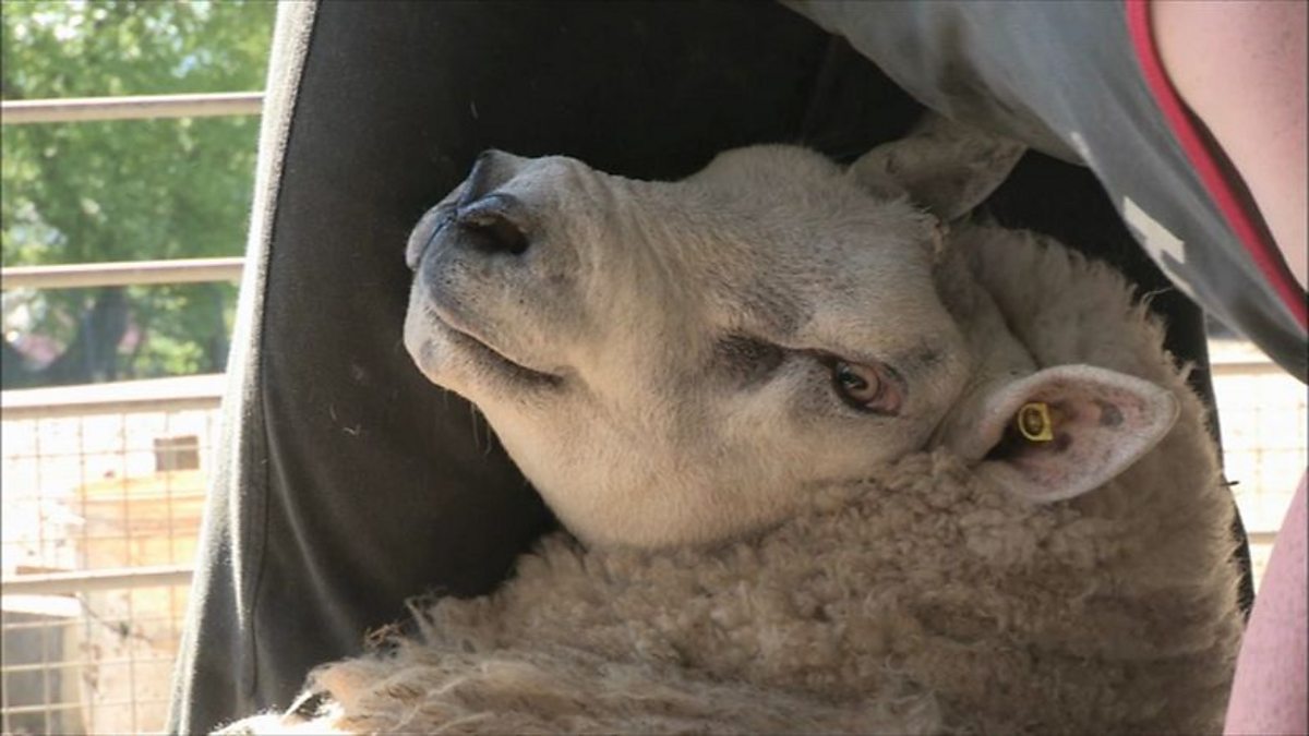 BBC Two - Meet the Watkins, Episode 4, Shearing day at the Watkins' farm