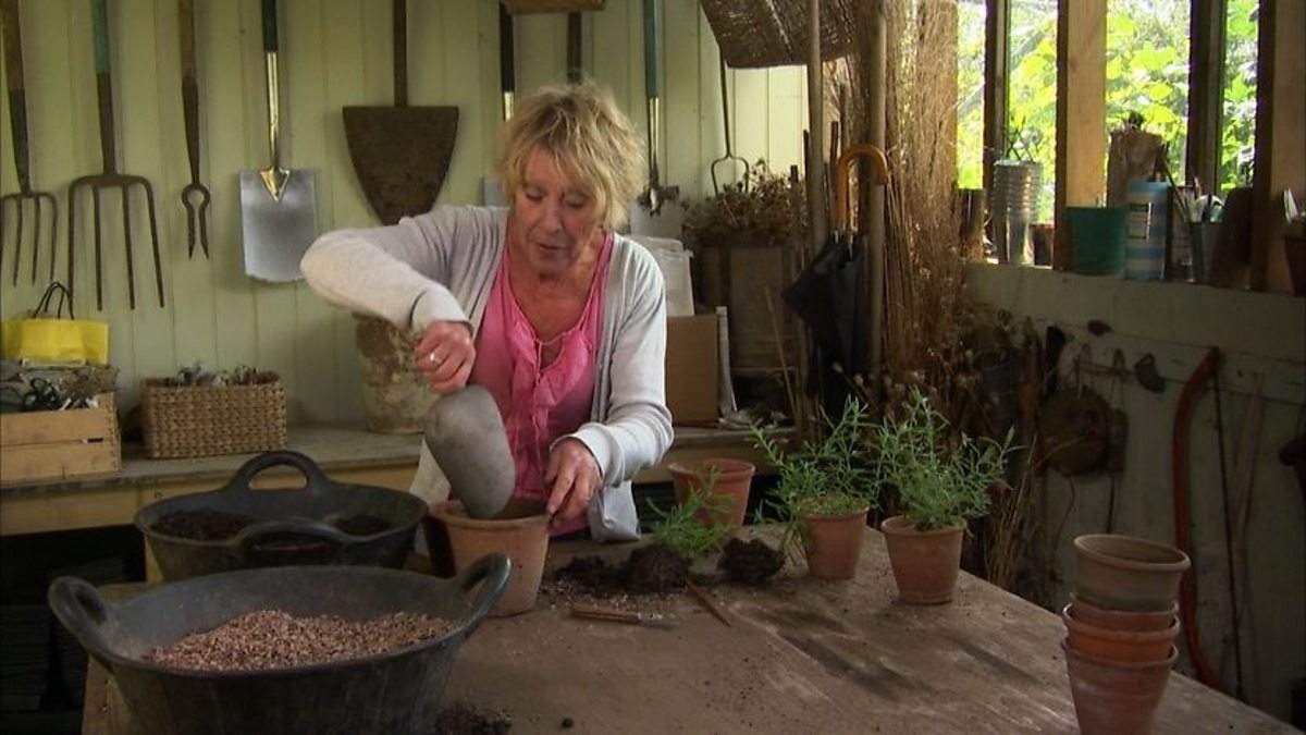 BBC Two - Gardeners' World, 2012, Episode 23, Potting up cuttings