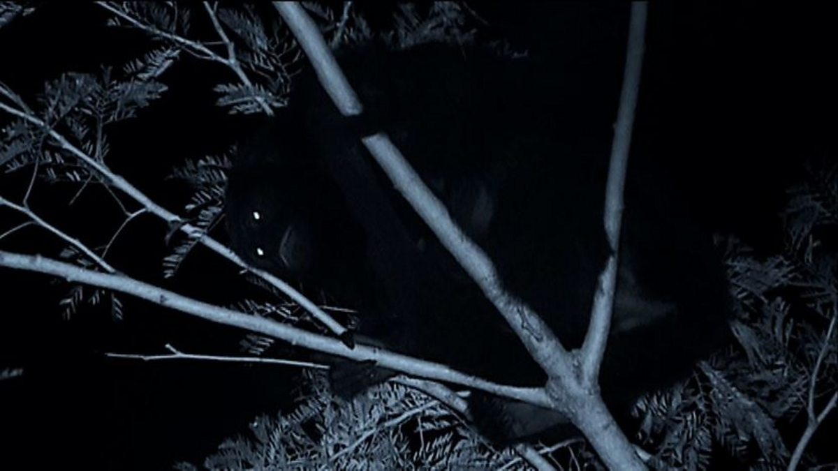 BBC Two - The Dark: Nature's Nighttime World, Central American Jungle ...
