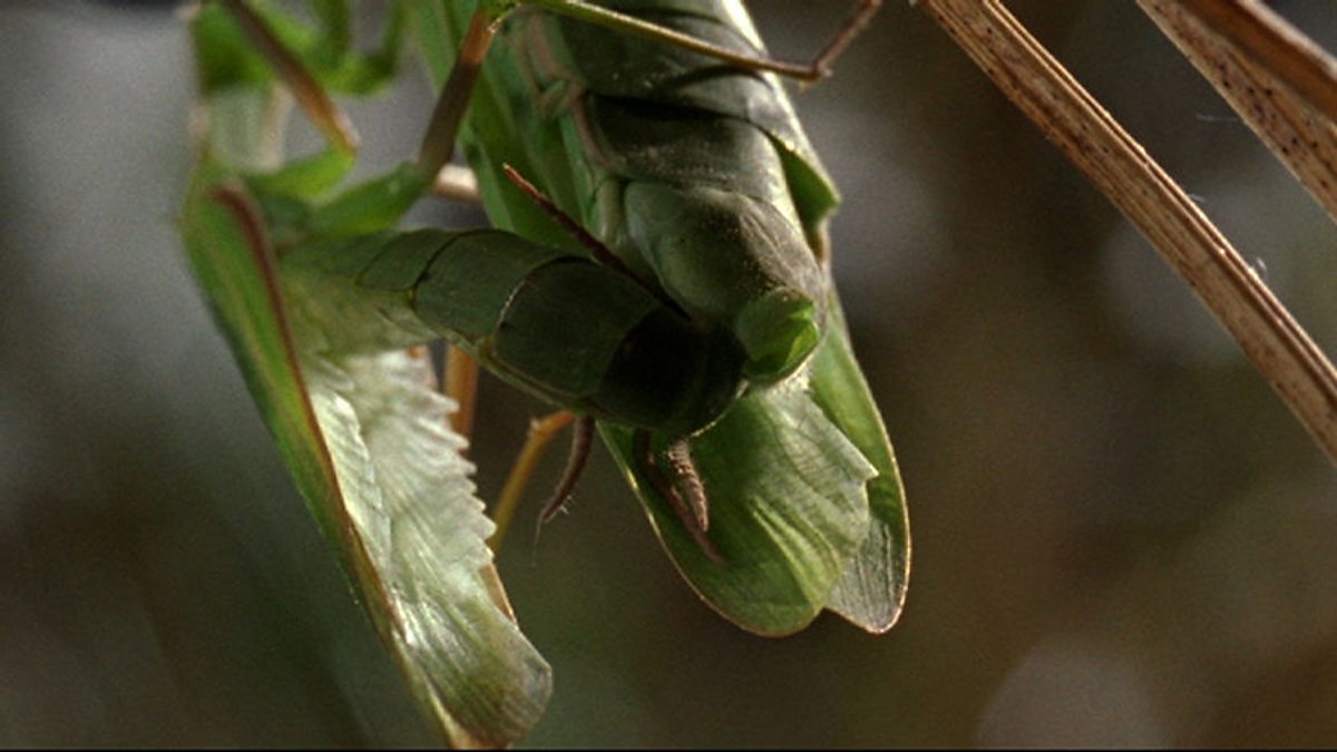 BBC Four - Weird Nature, Bizarre Breeding, Genetic determination