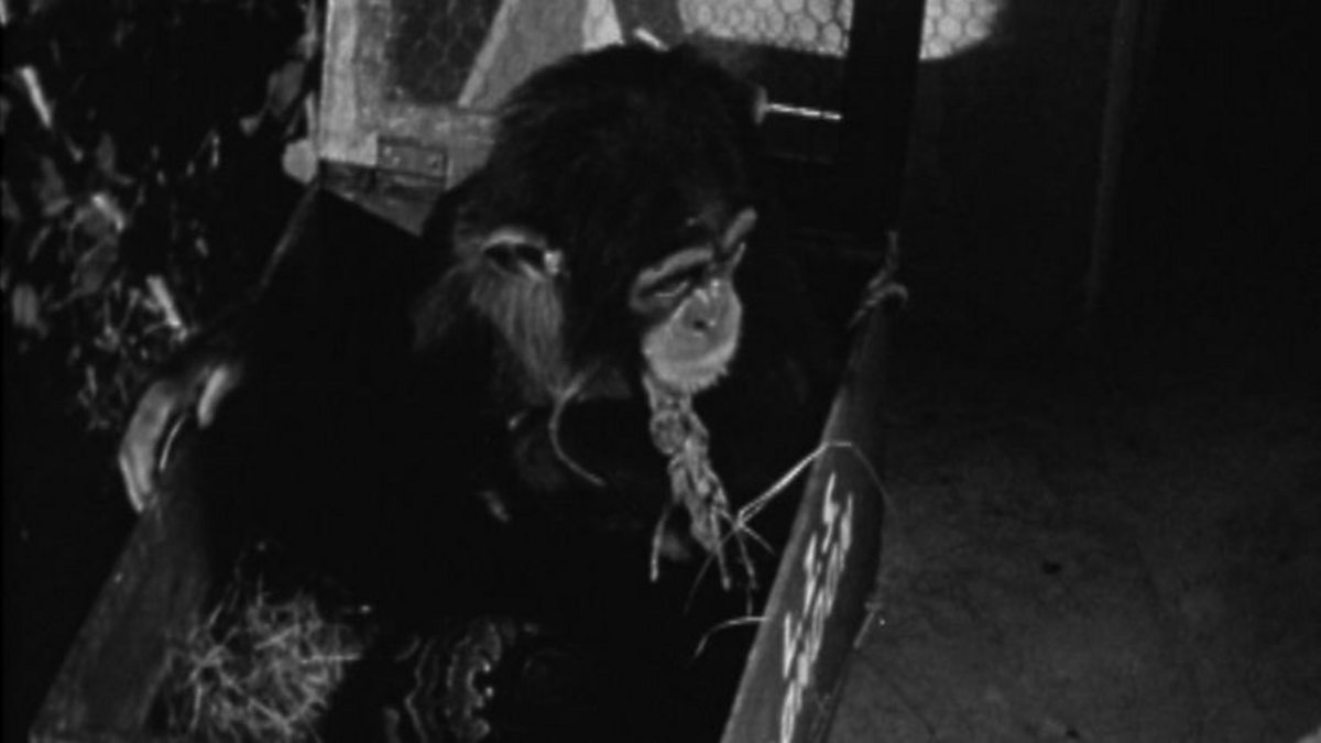 BBC - Zoo Quest, Zoo Quest to West Africa, Are chimpanzees afraid of ...