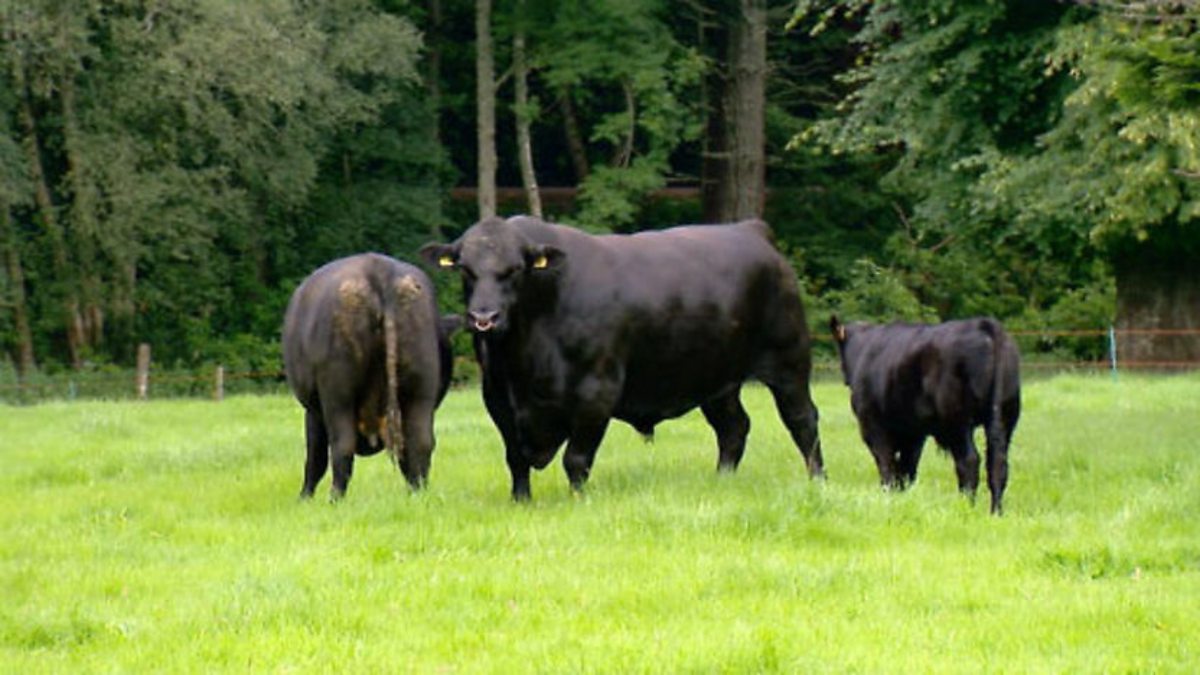 BBC Scotland - Landward, 2012/2013, Episode 22, Aberdeen Angus