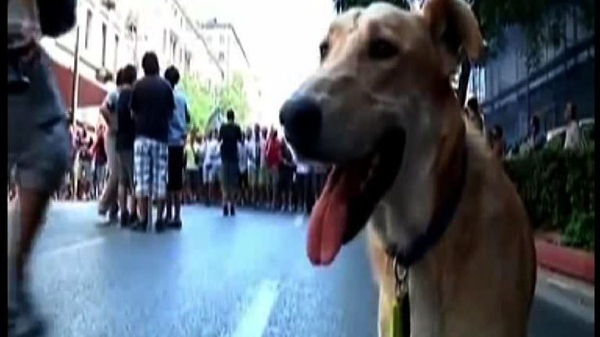 BBC - Adam Curtis, Sausage the Greek riot dog