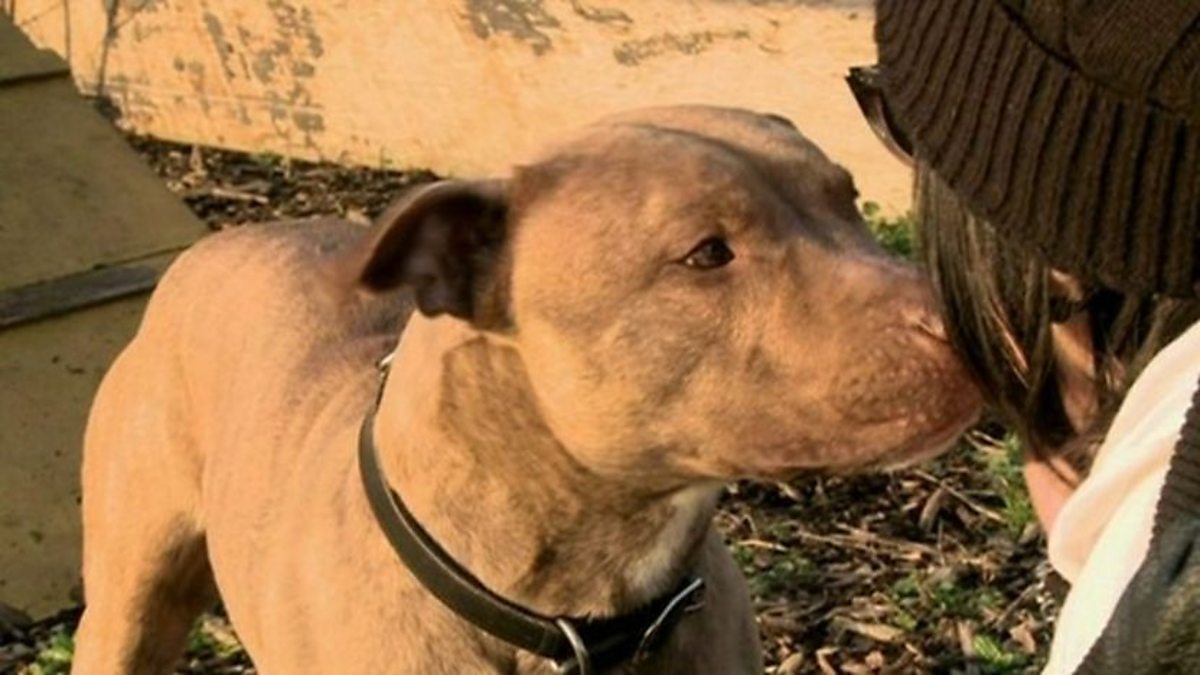 BBC One - Inside Out London, 18/02/2013, Death row dogs