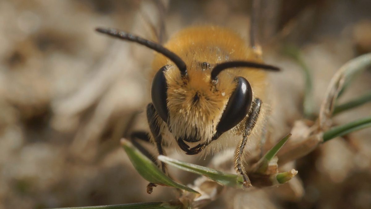 BBC Two - Autumnwatch, Ivy Bees