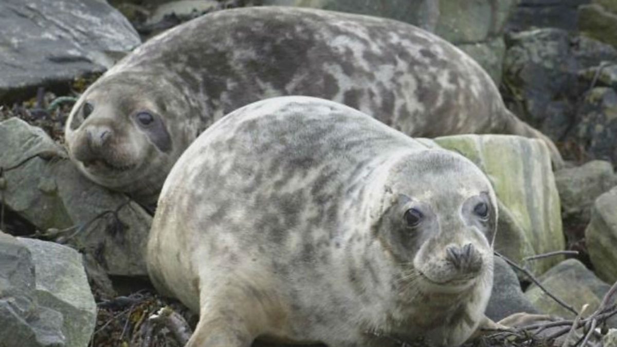 BBC Radio 5 Live - 5 Live In Short, The murderous secret life of seals