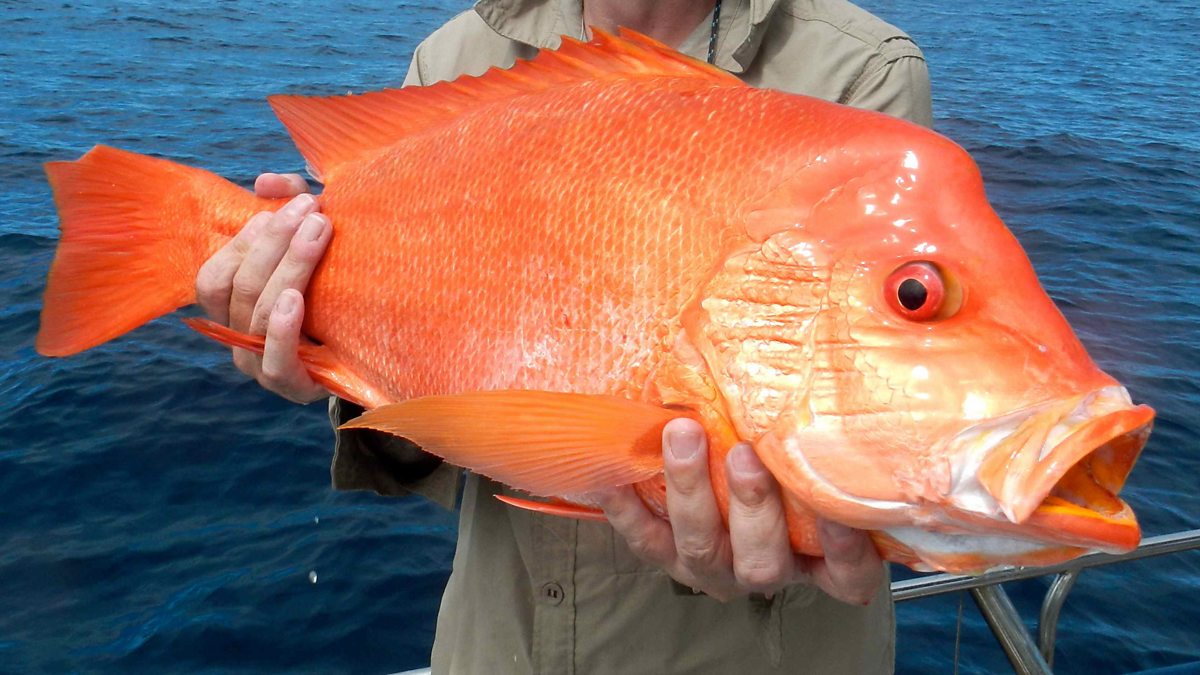 BBC Two - Earth's Wildest Waters: The Big Fish - Meet the anglers