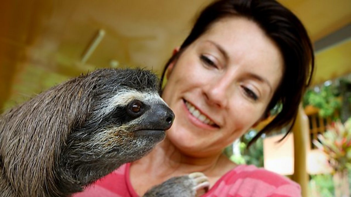 BBC Radio 4 - Radio 4 in Four, Lots to love about sloths!