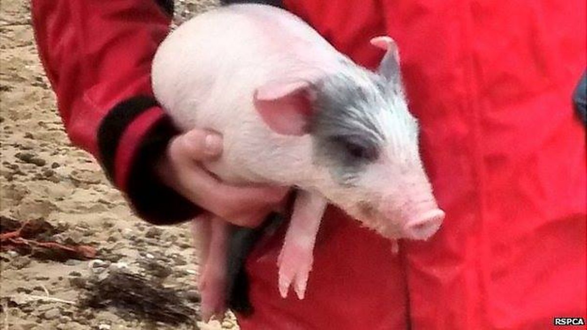 BBC Radio Suffolk - Etholle George, 05/12/2014, Pig Rescue