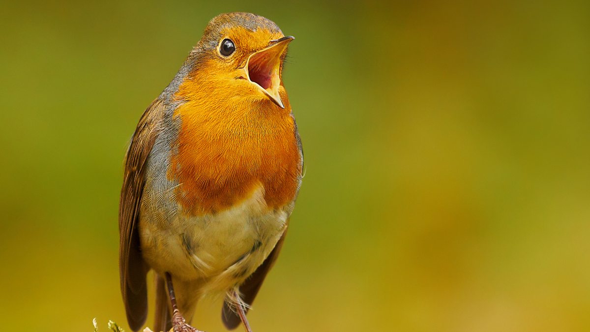 BBC - BBC Earth, Robin singing