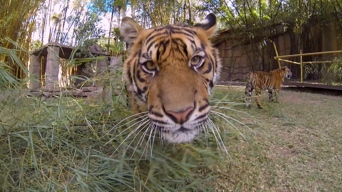 BBC Two - Tigers about the House, What Happened Next, Surly teenage tigers