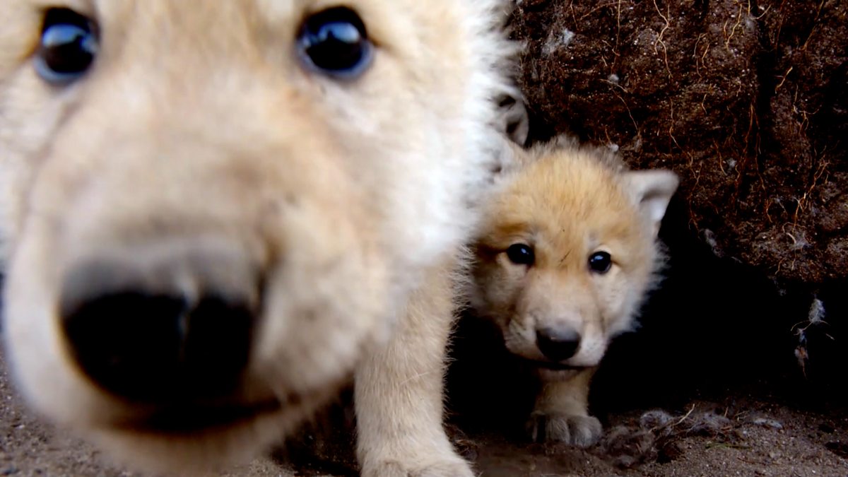 BBC Two - Snow Wolf Family and Me, Come on pups!