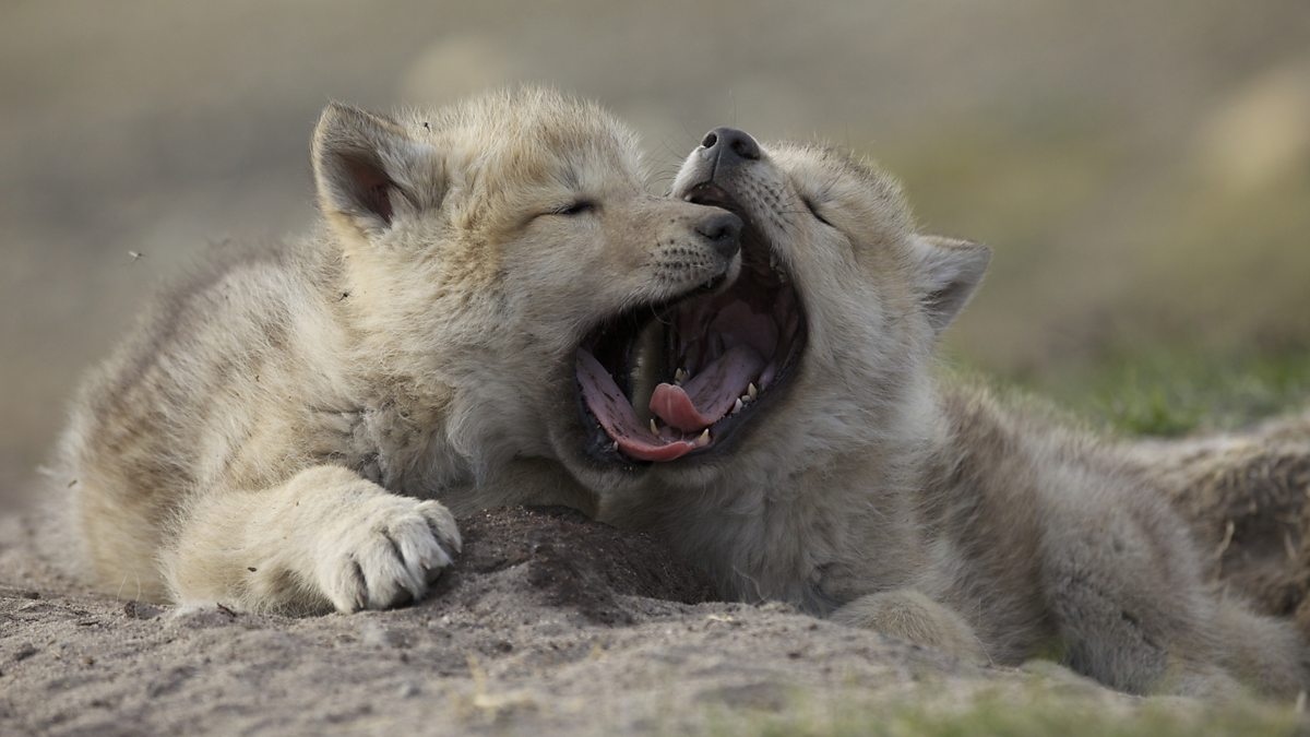 BBC Two - Snow Wolf Family and Me, Pups in the Den