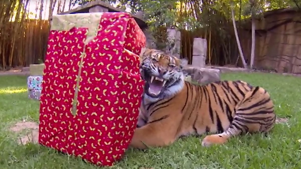 BBC Two - BBC Two Trailers, Merry Christmas from BBC Two