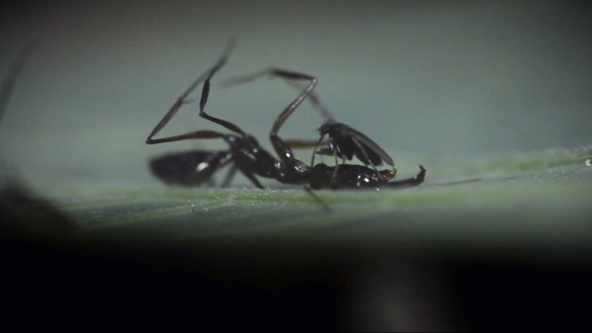 BBC - BBC Earth, ANTZ.mp4