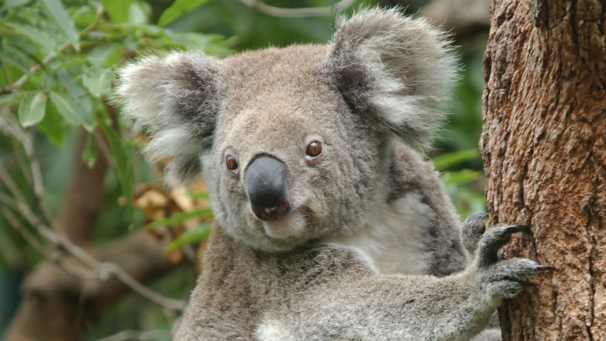 BBC Radio 5 Live - 5 Live In Short, Paw protection: Why koalas need ...