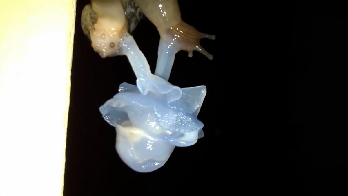 BBC Two - Nature's Weirdest Events, Series 4, Episode 2, Hanging from a ...