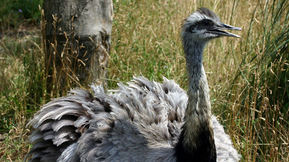 BBC Radio 5 Live - 5 Live In Short, Escaped Rhea bird evades capture ...