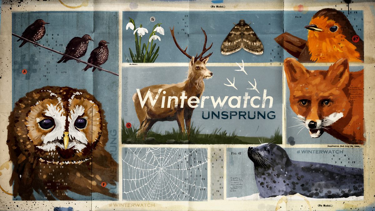 BBC Two - Winterwatch, Winterwatch Unsprung 2015 Sound Quiz 1