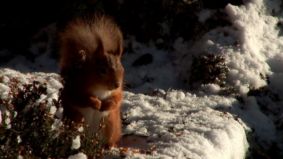 BBC Two - Winterwatch, Series 3, Remote camera - Squirrel