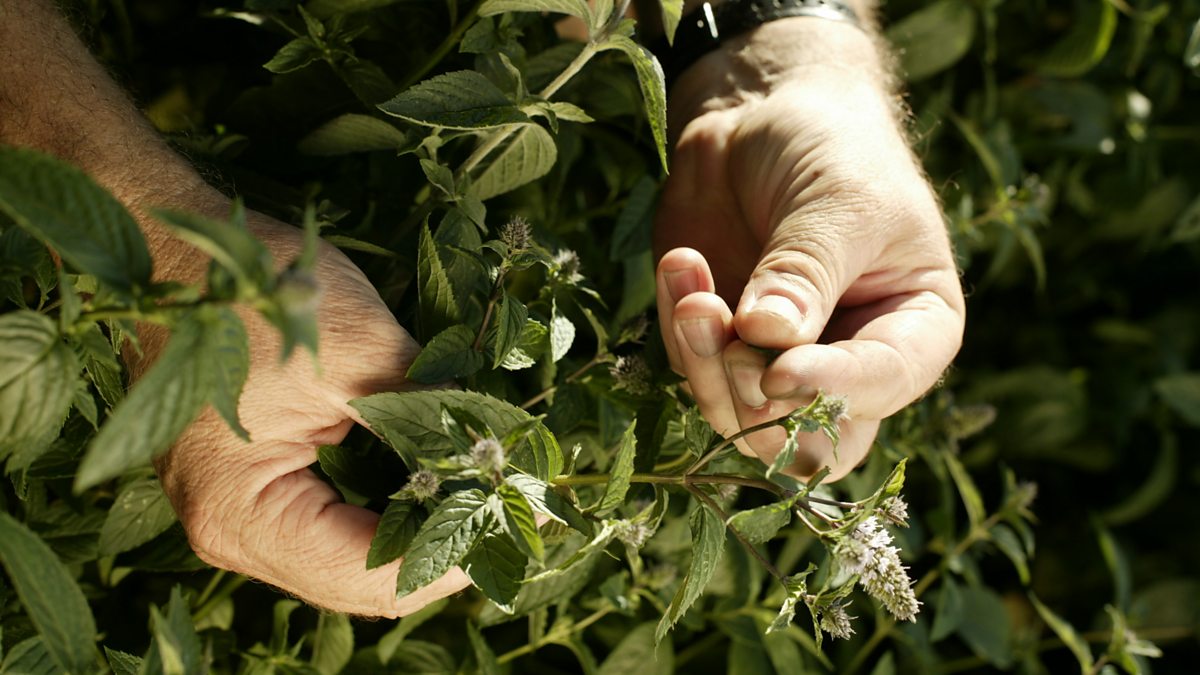 BBC Radio Solent - The Kitchen Garden, Gardeners' Questions ...