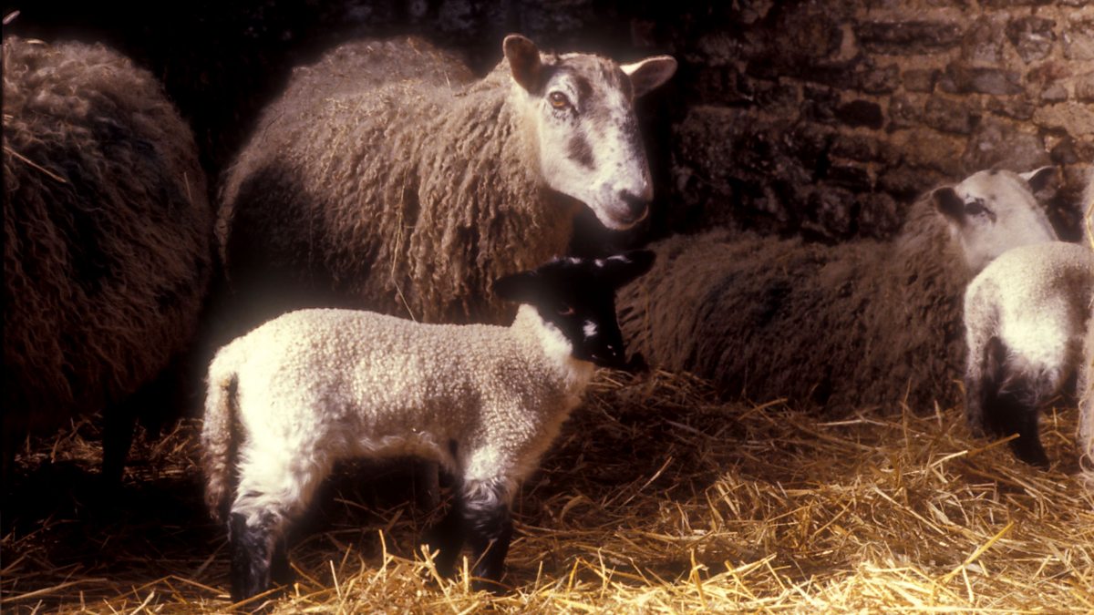 BBC Radio 4 - On Your Farm, Wool