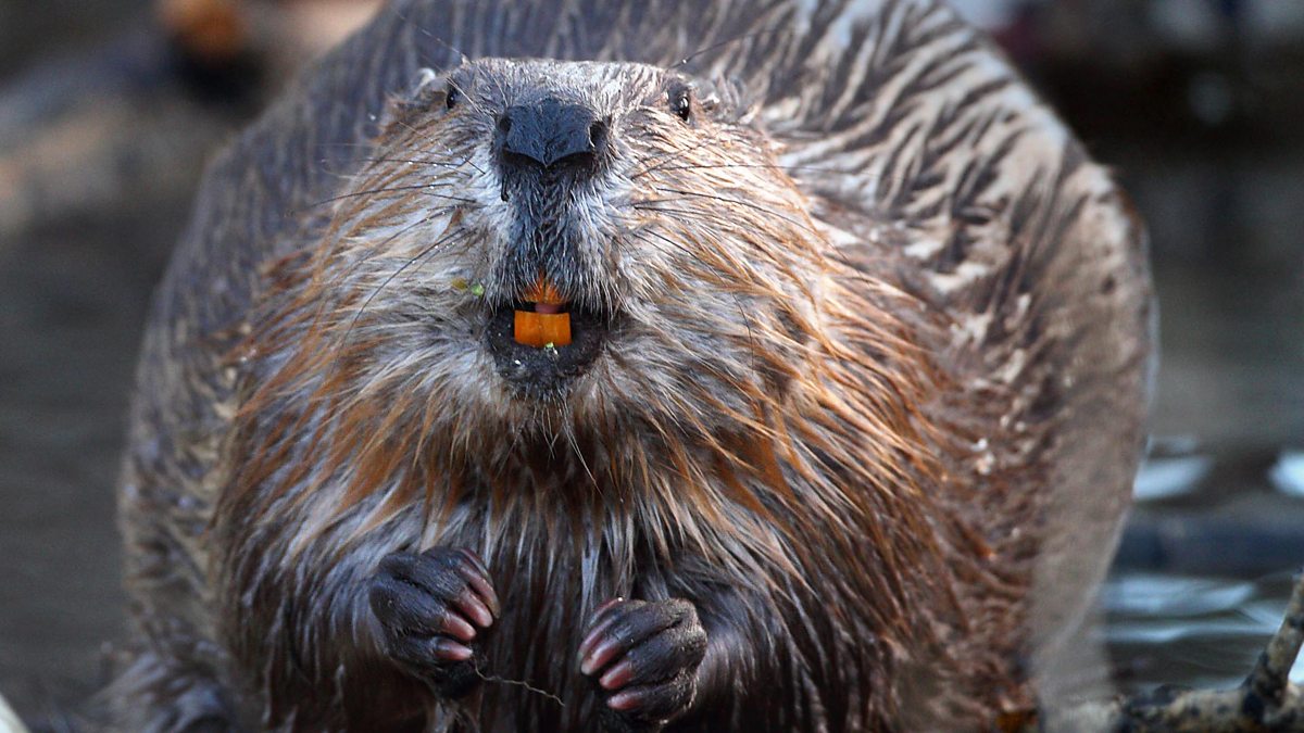BBC Radio 4 - Radio 4 in Four, After 500 years, beavers are back