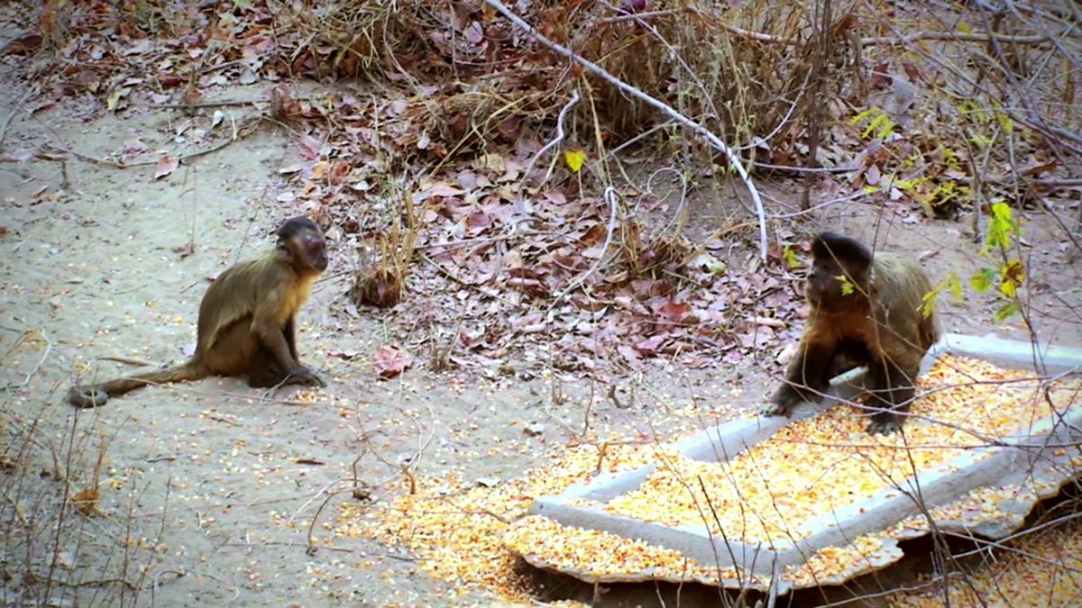 BBC One - Animals in Love, Episode 2, Capuchins coming on strong