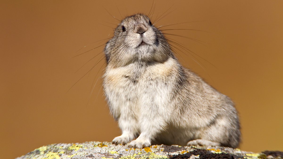 BBC Two - Collared pika on lookout - Alaska: Earth's Frozen Kingdom ...