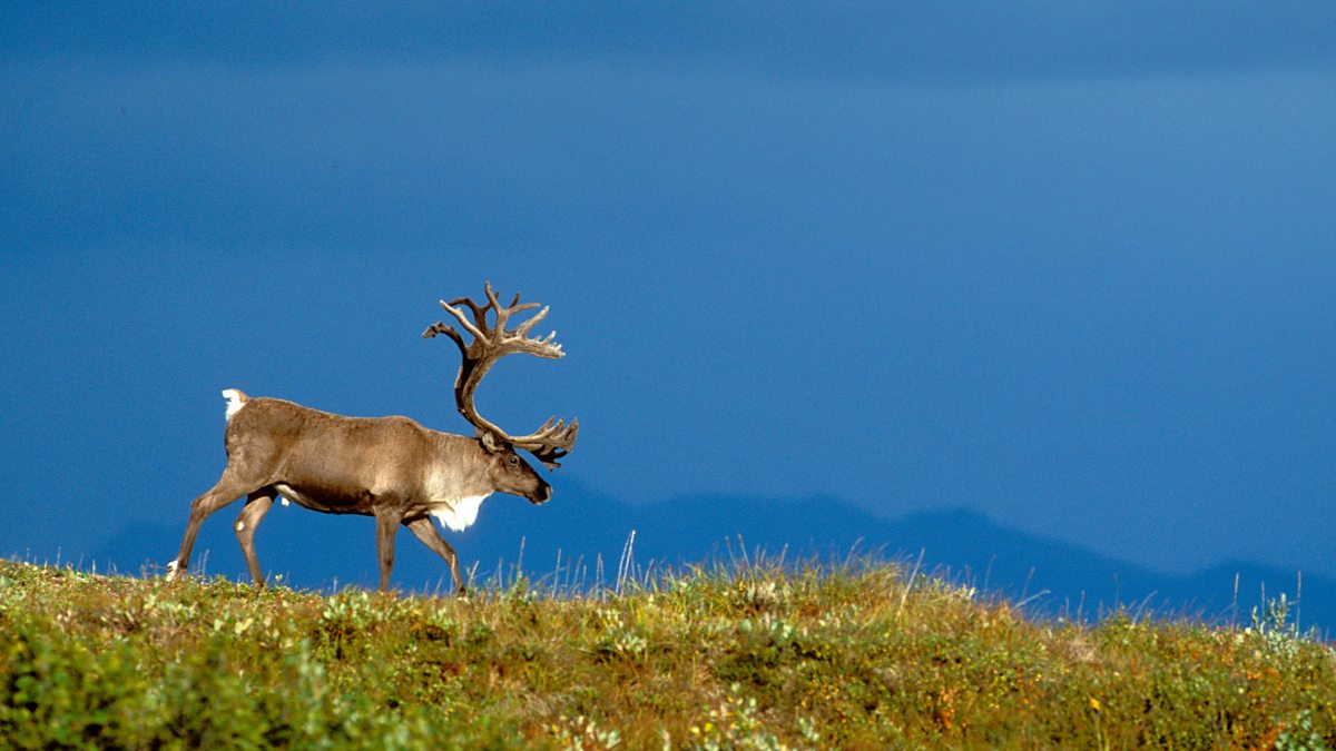 BBC Two - Male caribou on migration - Alaska: Earth's Frozen Kingdom ...