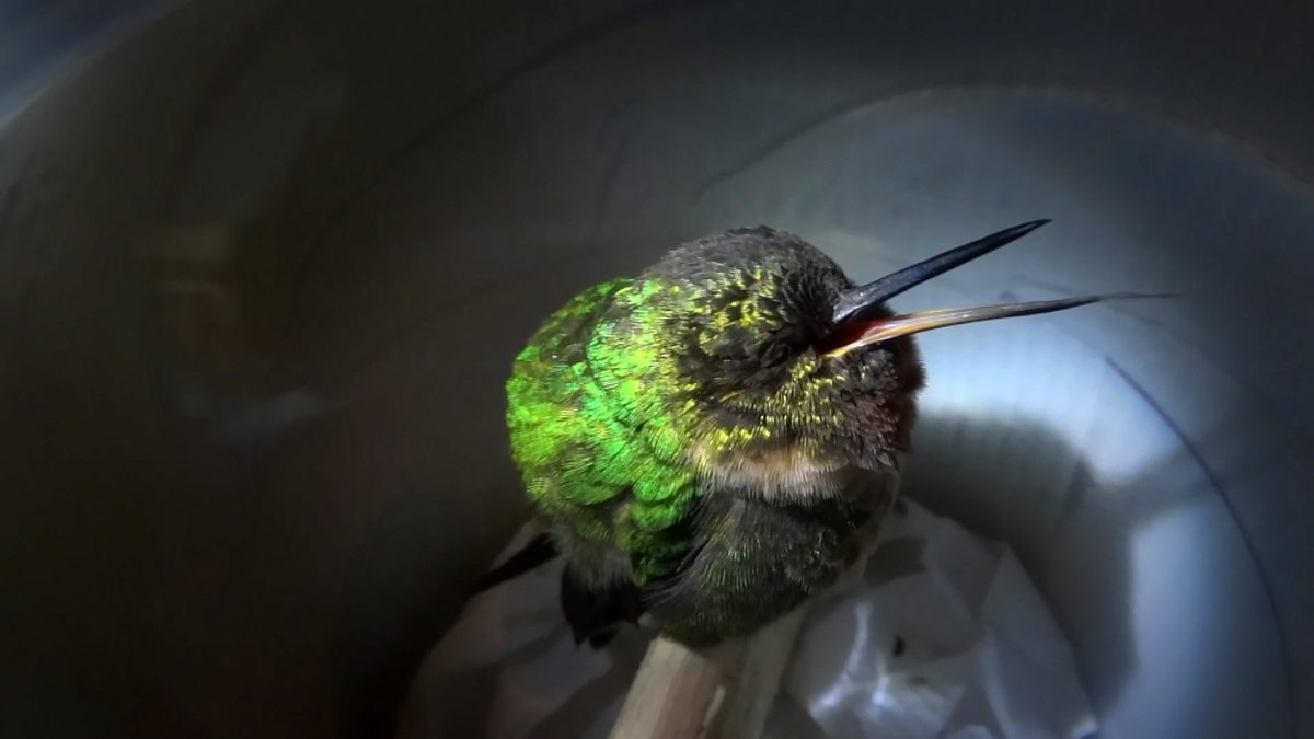 BBC One - Super Cute Animals - Hummingbirds