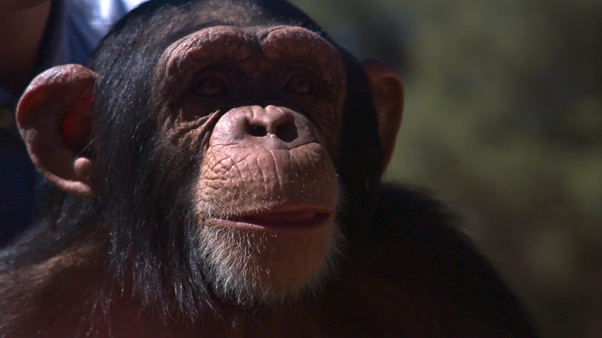 BBC One - Super Cute Animals - Great apes