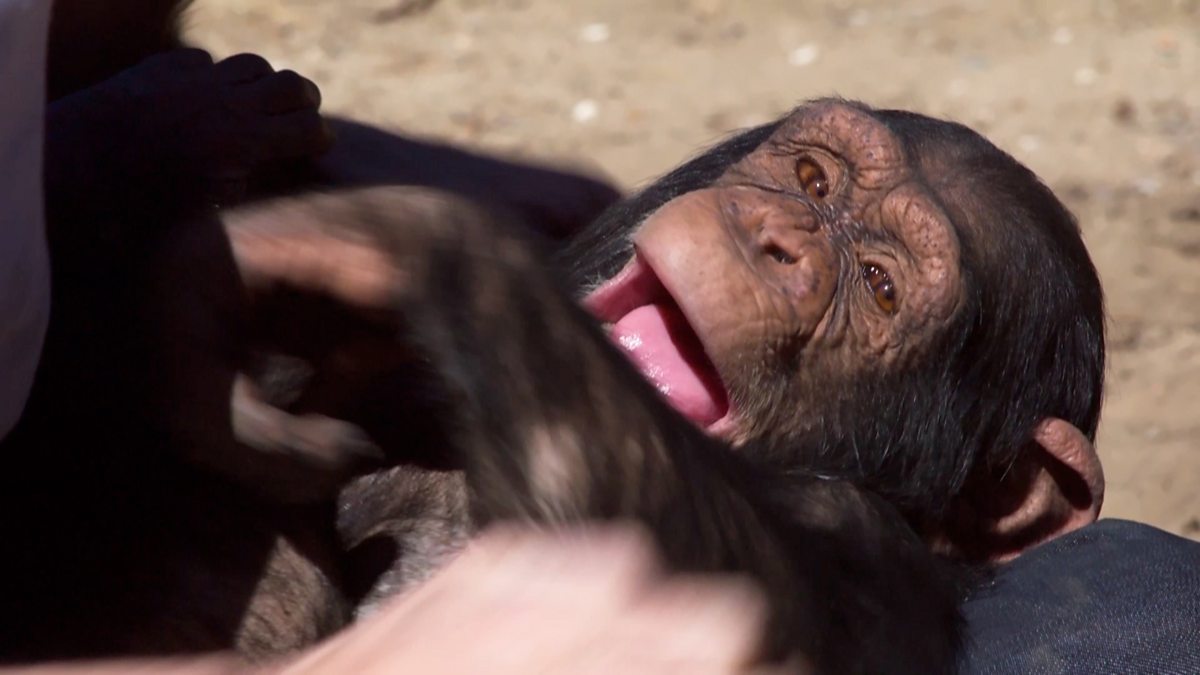 BBC One - Super Cute Animals, A giggling chimp