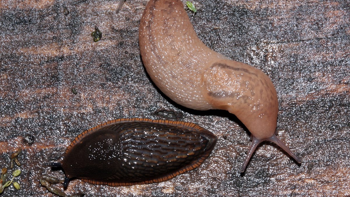 BBC Radio 4 - Radio 4 in Four, Hug-a-slug