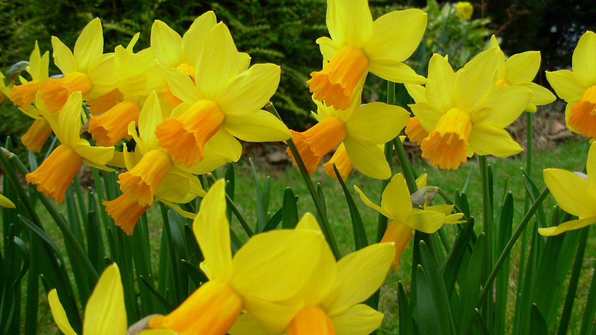 BBC Radio Cymru - Bore Cothi, 23/02/2015 - Heledd Cynwal, Heledd yn ...