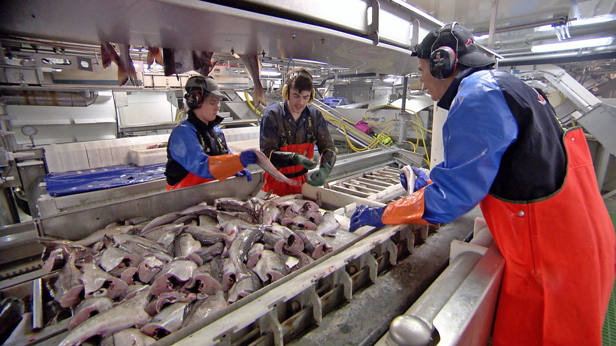 BBC Three - World's Toughest Jobs, Trawler Fishing, Gutting Fish