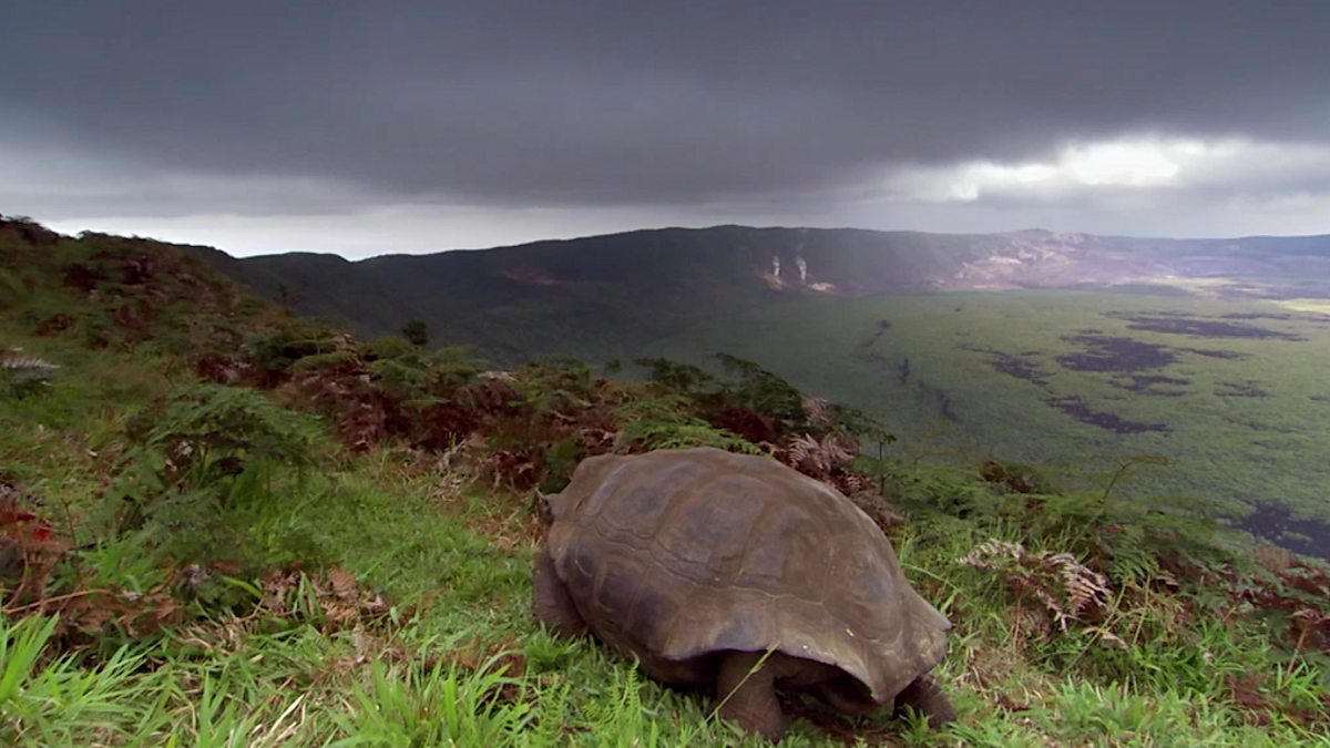 BBC Two - Natural World, 2015-2016, Galapagos: Islands of Change ...