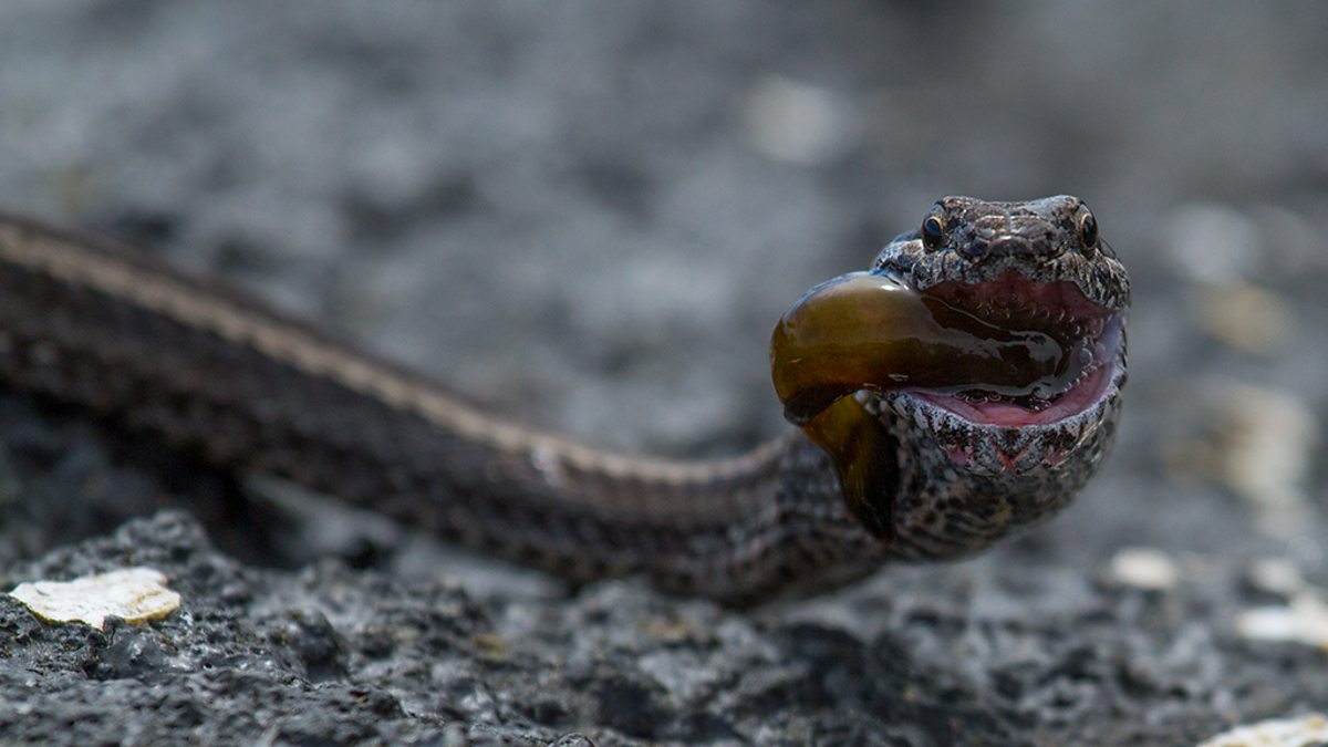 BBC Two - Fish-eating snake - Natural World, 2015-2016, Galapagos ...