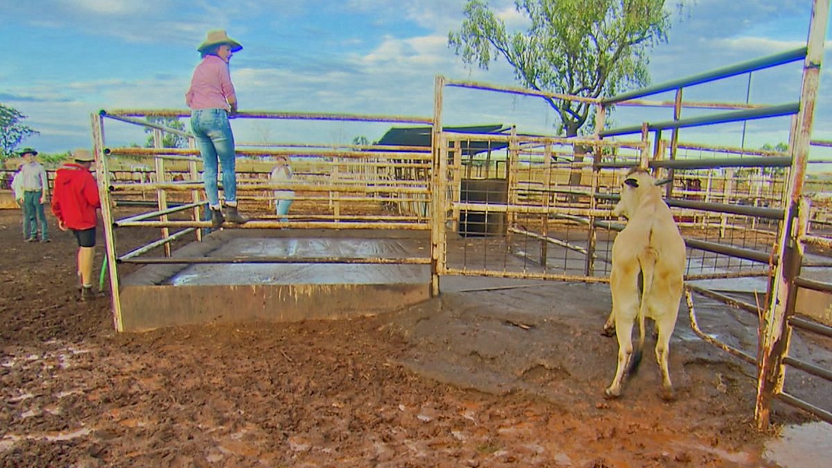 BBC Three - World's Toughest Jobs, Cattle Ranching, The trainees take ...