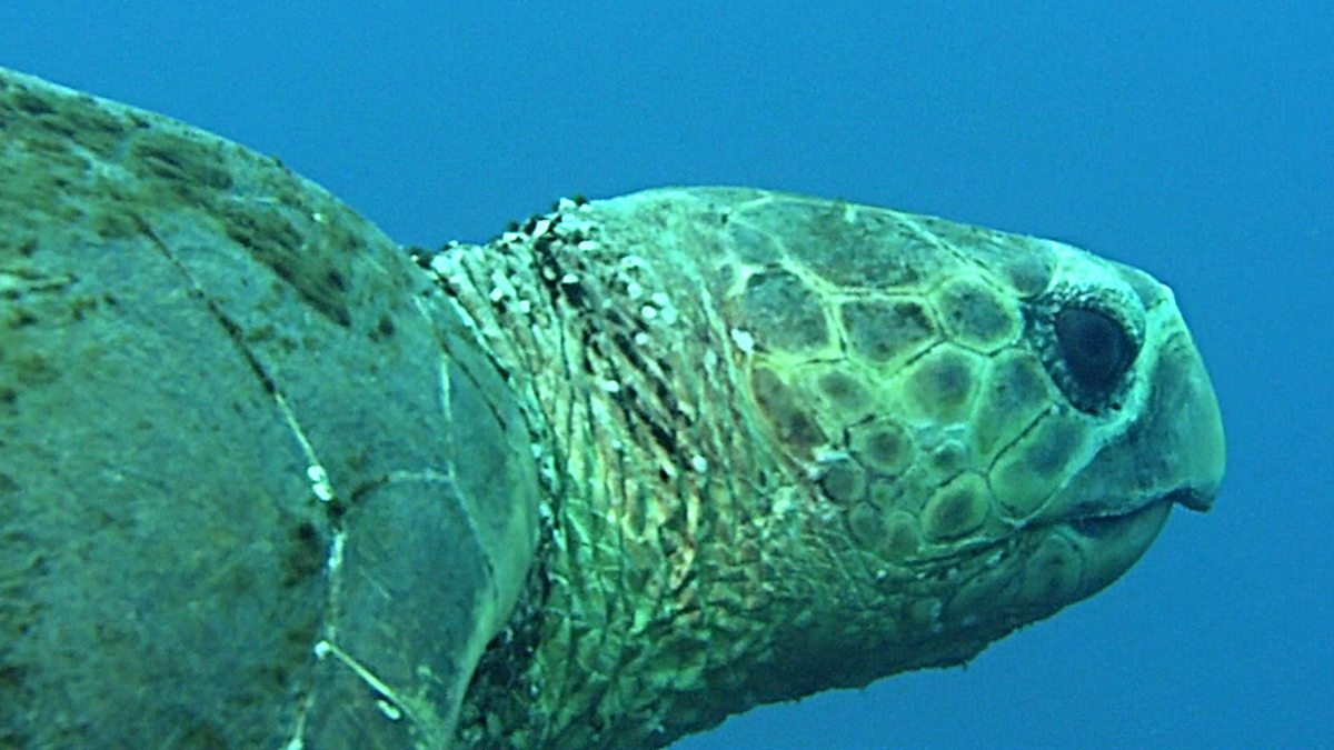 BBC News - The Travel Show, 07/03/2015 GMT, Turtle conservation: Are ...
