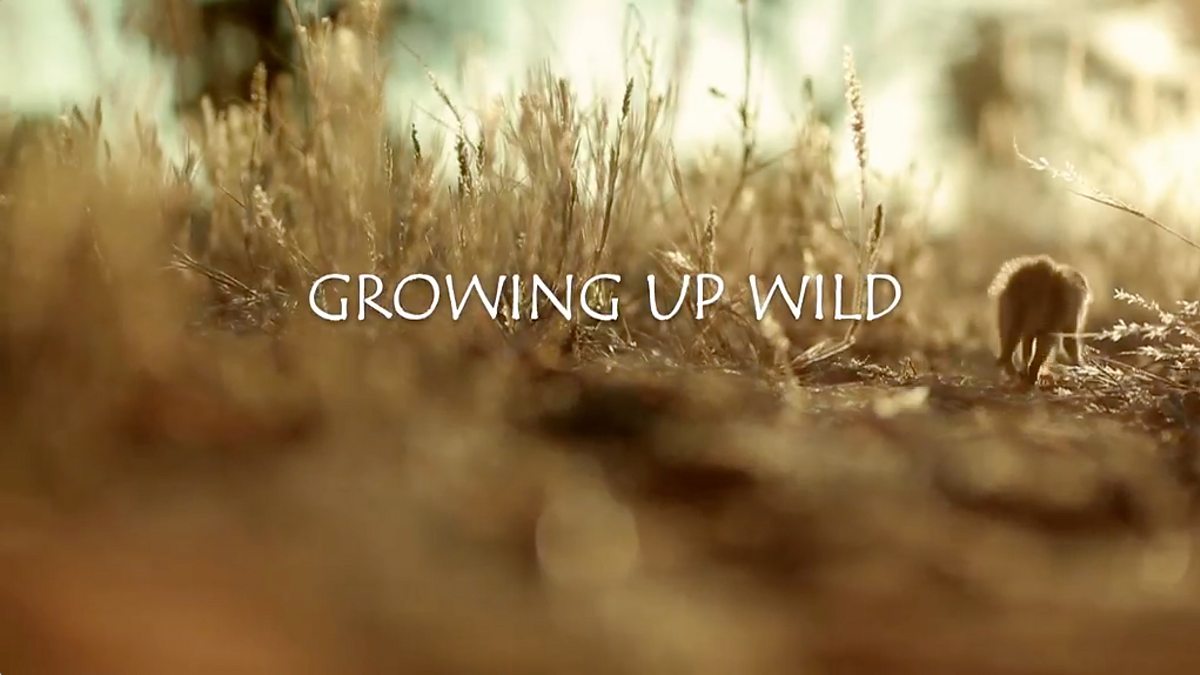 BBC Two - Natural World, 2015-2016, Growing Up Wild, Growing Up Wild