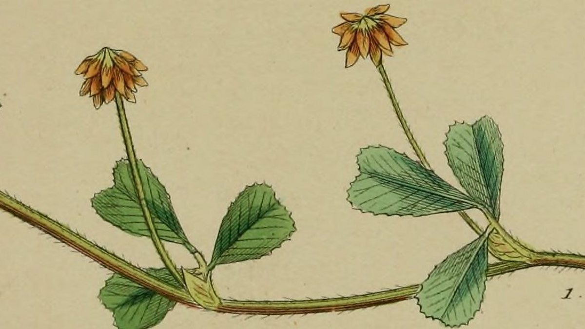 BBC Radio Oxford - Garden Café, Gardening advice and Christine Wallace ...