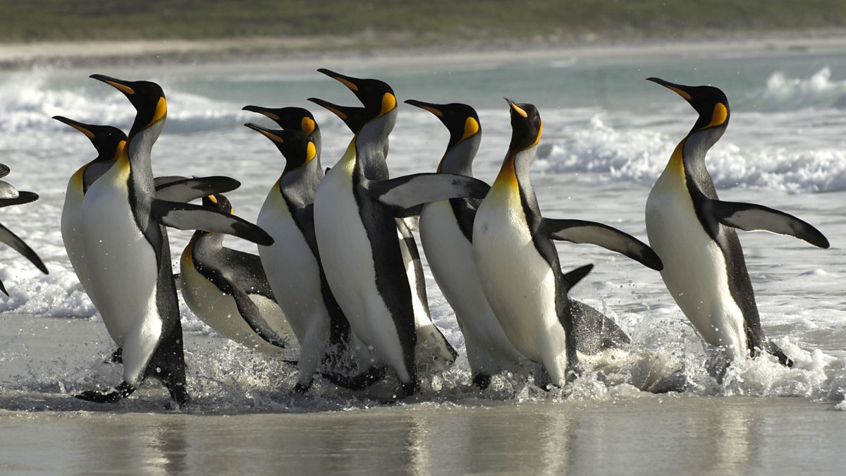 BBC Radio 4 - Radio 4 in Four, Why do penguins waddle?
