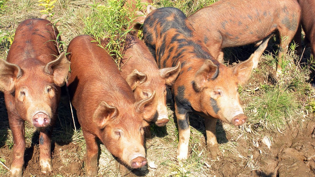 BBC Radio 4 - Today, 17/03/2015, Pig owner dismayed after RSPCA puts ...